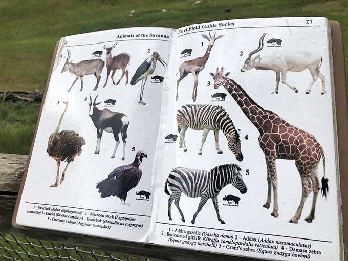 This field guide serves as your safari cheat sheet, helping visitors distinguish between various hoofed residents without embarrassing mix-ups at animal cocktail parties.