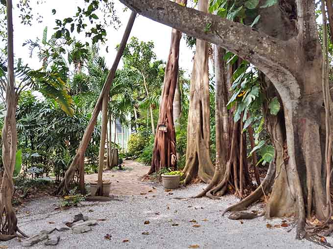 Banyan Street's natural cathedral, where massive trees create a living archway that's been photobombing family vacations for generations.