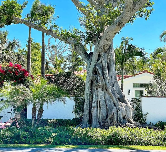 "Honey, the trees are hugging the house again!" Residential charm meets botanical wonder in this peaceful coexistence.