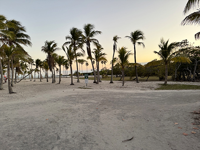 Palm trees standing like sentinels along the beach, their fronds whispering secrets carried by the ocean breeze.