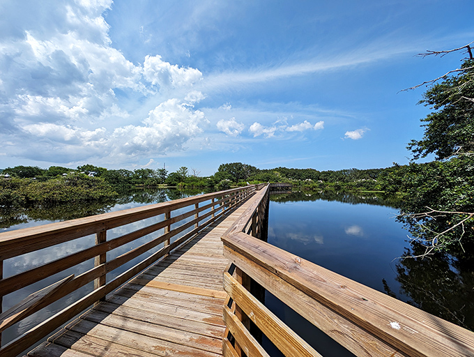 Morning light transforms the boardwalk into a golden pathway, where every step might reveal another wild Florida resident going about their business.
