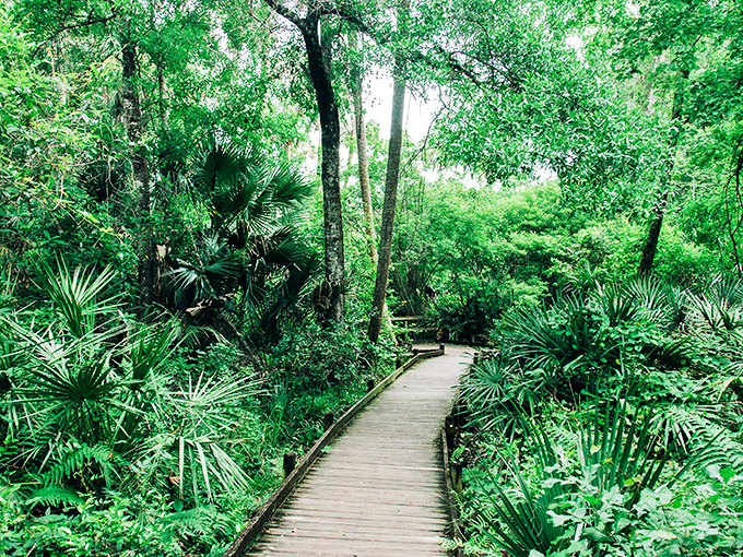 Mother Nature's red carpet, guiding visitors through a verdant cathedral of palms and ancient oaks.