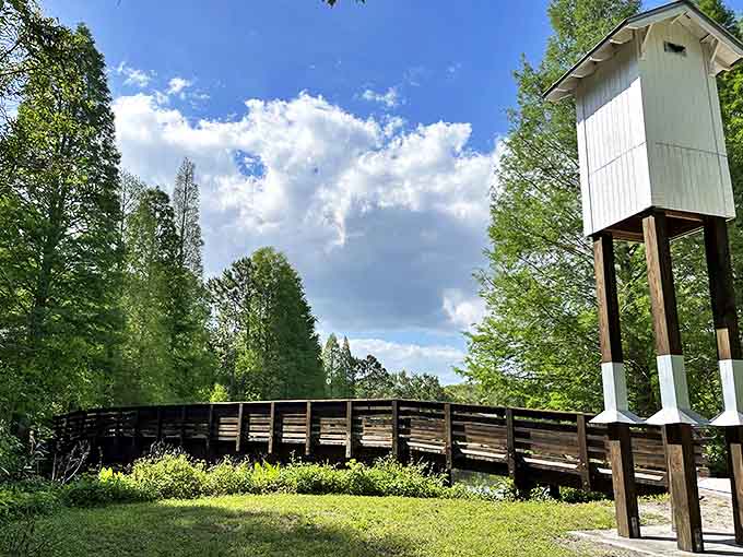 Boardwalks that prove accessibility and natural beauty aren't mutually exclusive, just thoughtfully designed companions.