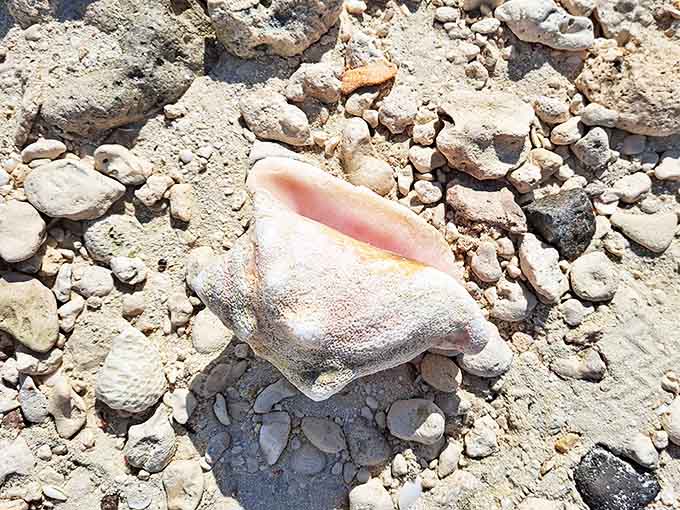 Shell Seeker's Treasure: Nature's perfect souvenir &ndash; a conch shell telling ocean stories to anyone patient enough to listen.