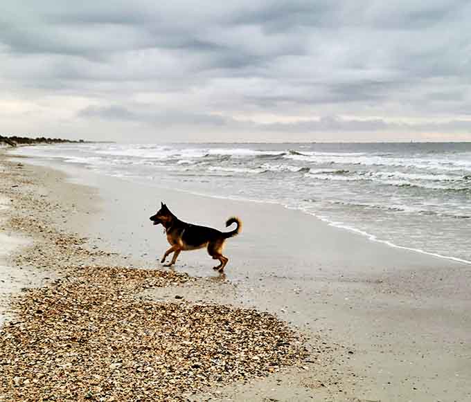 Freedom has four legs and a wagging tail at Hanna Park, where dogs discover their inner beach bum.