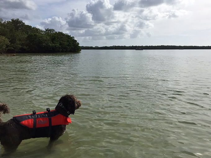 Safety first, fun second! This water-loving pooch sports a stylish life jacket while contemplating the next swimming expedition.