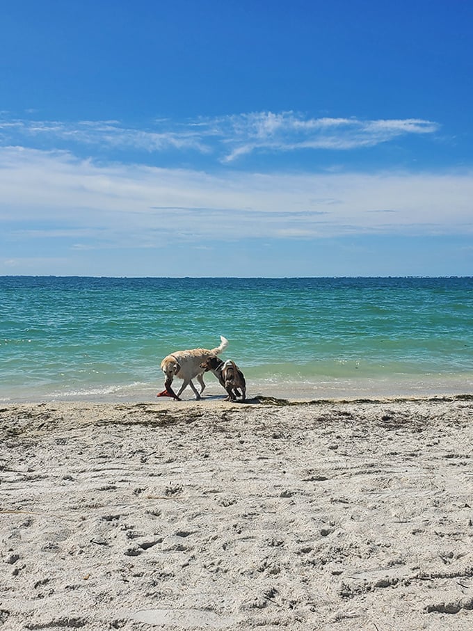 Beach buddies engaged in serious sniffing negotiations &ndash; "You check that seashell, I'll investigate this mysterious piece of seaweed."