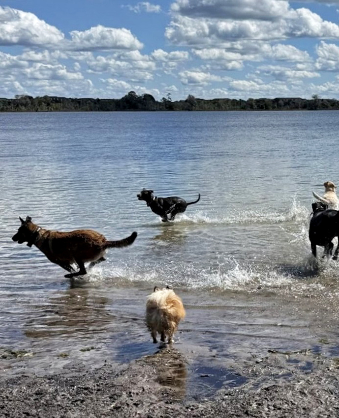 The great canine race! Dogs demonstrate impressive athleticism as they bound through the water, creating spectacular splash patterns.