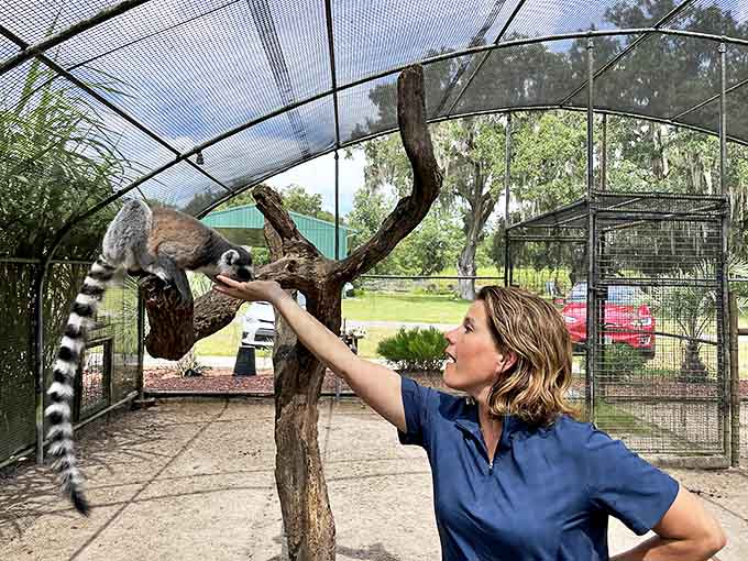 Feeding time at the lemur habitat brings these curious Madagascar natives up close, their expressive eyes studying visitors with intelligent interest.