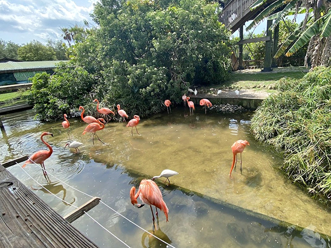 A ballet of pink feathers creates living art against the Florida landscape, proving not everything at Gatorland has teeth.
