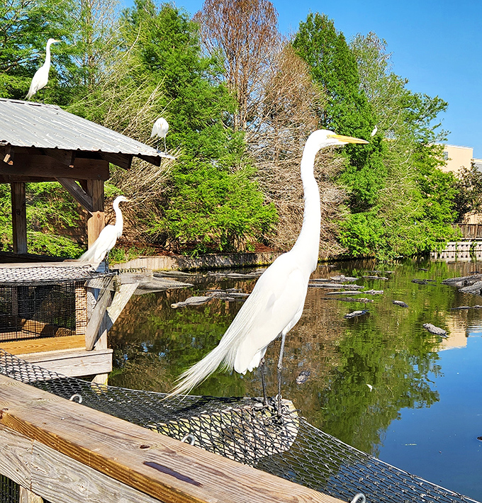 Elegant great egrets stand like living sculptures against the water, seemingly untroubled by their toothy neighbors below.