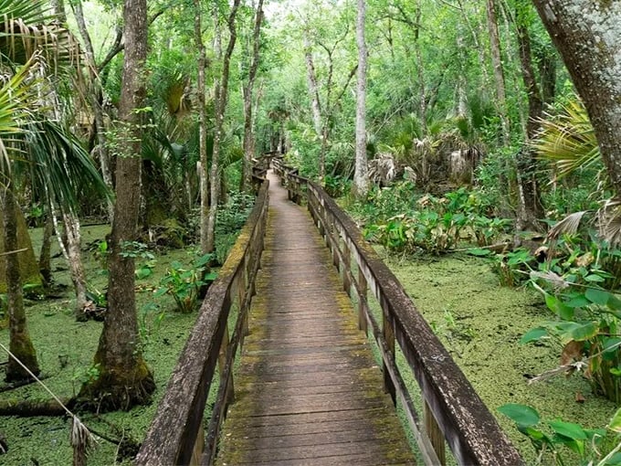 Highlands Hammock State Park: Nature's cathedral where ancient cypress trees stand sentinel and sunlight filters through in divine spotlight beams.