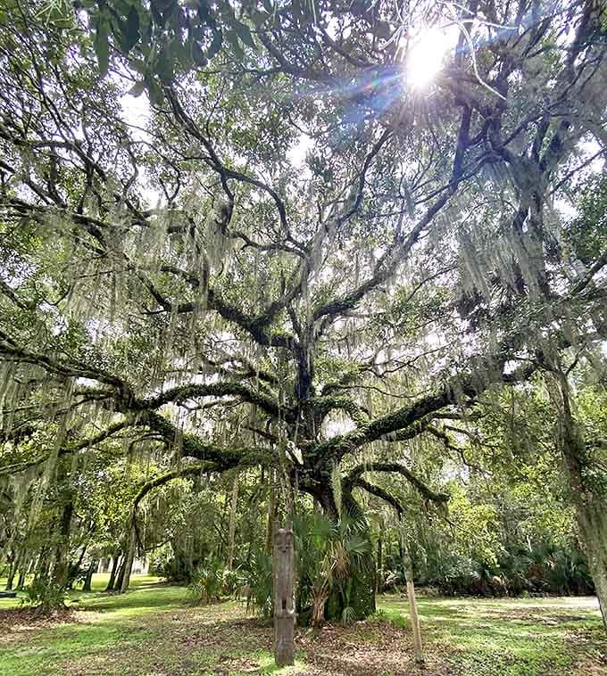 This majestic live oak, draped in Spanish moss like nature's own chandelier, has stood sentinel over the island through countless seasons of change.