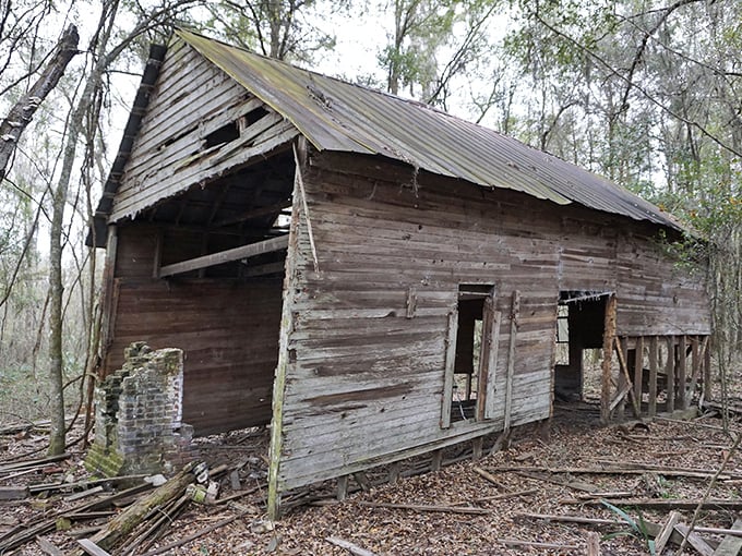 Nature slowly reclaims this pioneer homestead, its weathered boards holding secrets of family gatherings and frontier dreams.