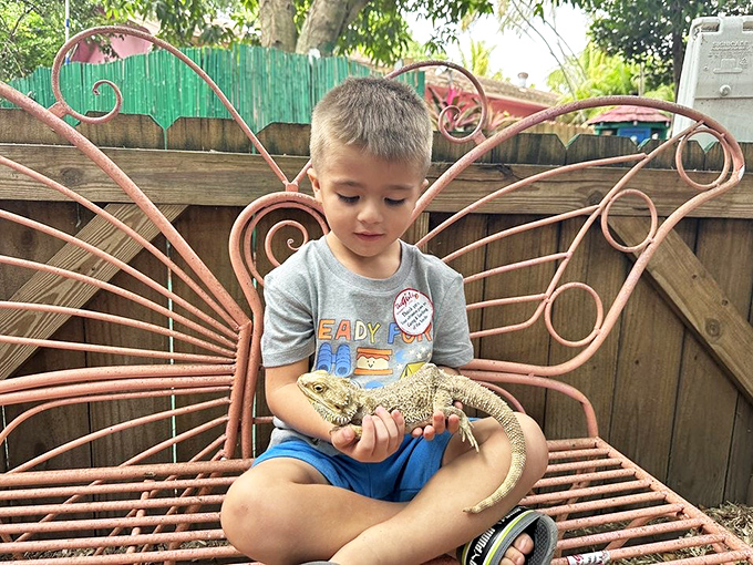 Wide-eyed wonder as a young explorer holds a bearded dragon, discovering that dinosaurs aren't extinct after all.