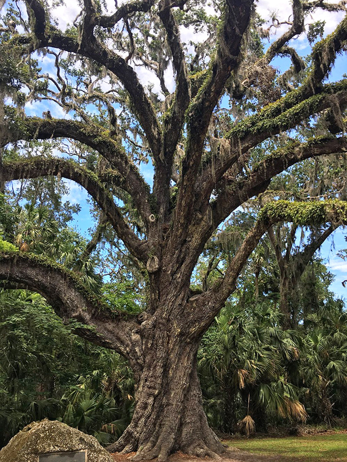 Up close, the tree's enormous trunk reveals centuries of growth rings and weather-worn bark &ndash; nature's living time capsule.