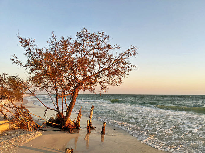 Nature's artistry on display as weathered driftwood frames the endless dance between sand and surf.