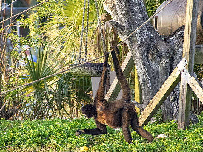 Spider monkeys are natural acrobats, using their prehensile tails as a fifth limb while navigating their island paradise with impressive agility.