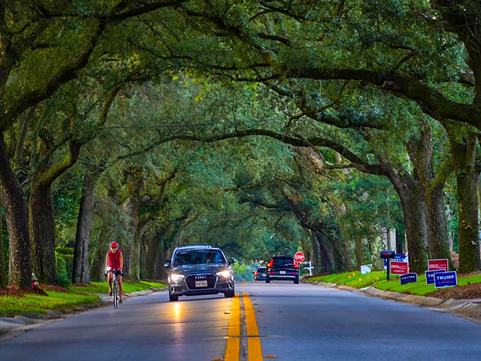 "I've got you covered," whisper these ancient oaks as they embrace across the asphalt, creating a living roof for lucky travelers.