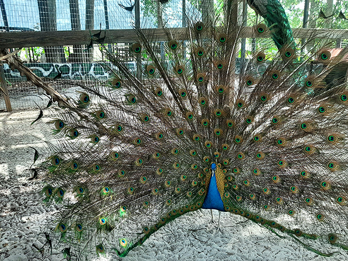Nature's showoff in full display &ndash; this peacock struts through Boyett's like he owns the place, and honestly, who's going to argue?