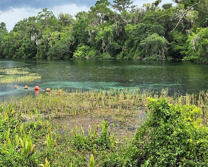 The Rainbow River glows with an otherworldly blue that seems almost artificially enhanced, like nature's own swimming pool.