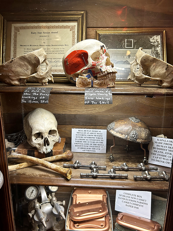 This educational display reveals the intricate architecture of human skulls, showcasing medical specimens that tell stories of anatomy and pathology.