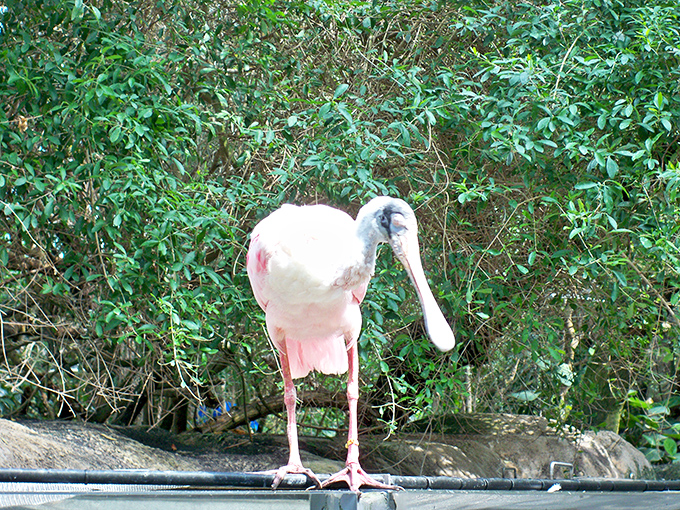 The roseate spoonbill, nature's pink fashion statement, shows off its specialized bill designed for sifting through shallow waters.