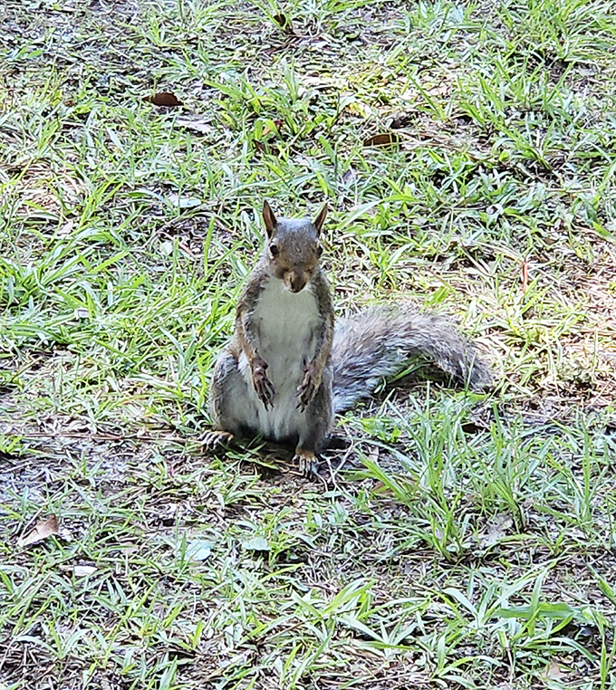 "Got any snacks?" This cheeky resident squirrel pauses mid-forage, embodying the park's wildlife that's equal parts entertaining and endearing.