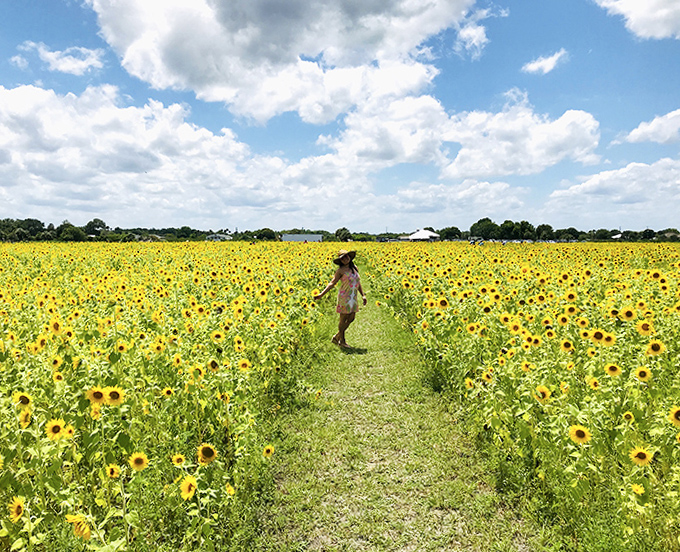 A solitary figure wanders through the sunflower labyrinth, dwarfed by nature's skyscrapers that create walls of cheerful yellow and green.