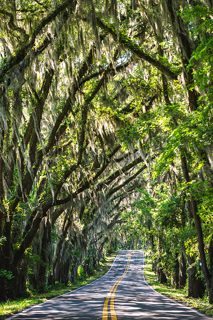 Sunshine filters through the leafy canopy like nature's own stained glass, creating dappled patterns that dance across the pavement with each passing breeze.