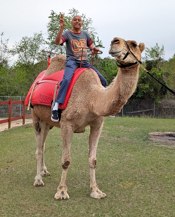The ship of the desert sails through Florida pastures, offering riders a swaying journey and excellent selfie opportunities.