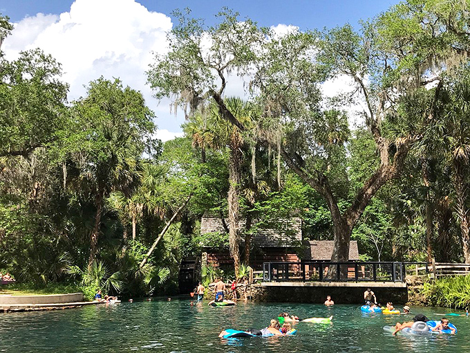 Visitors float lazily in Juniper Springs' swimming area, proving that inner tubes might be humanity's greatest contribution to proper summer relaxation techniques.