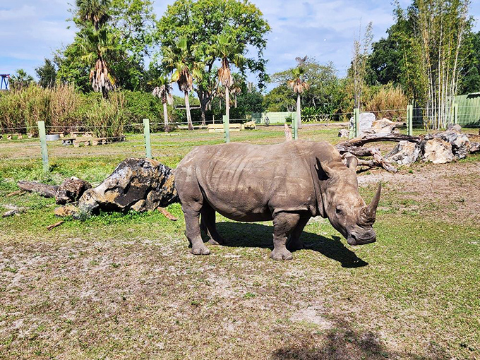 White rhinoceros: This prehistoric-looking giant grazes peacefully, unaware that its massive presence is creating lifetime memories for passing train passengers.