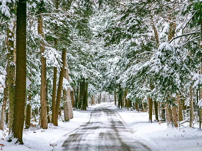 Winter transforms the Tunnel of Trees into a frost-kissed wonderland, where snow-laden branches create nature's version of a black-tie gala.