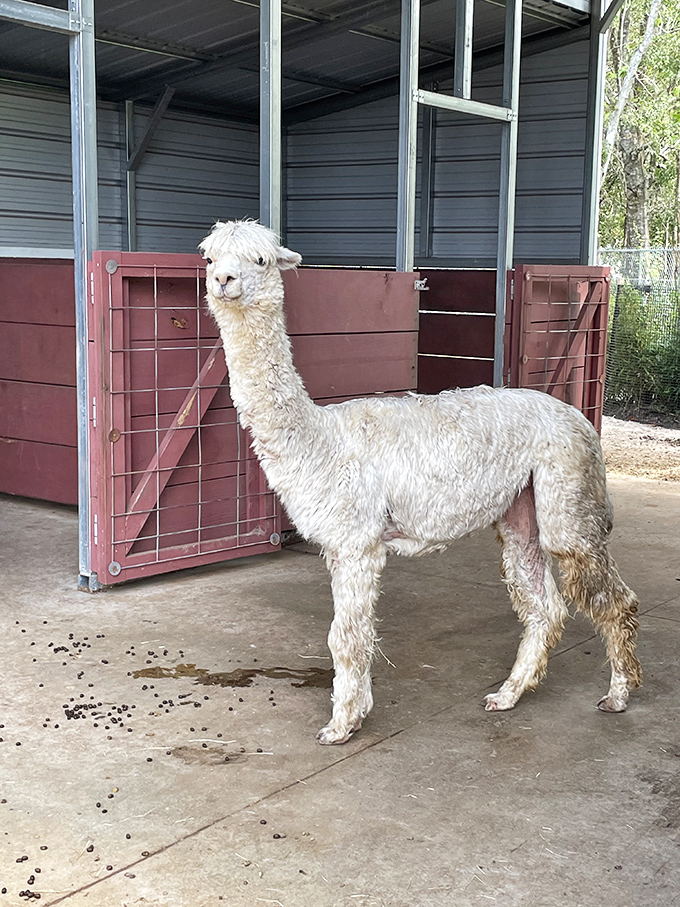 This alpaca's regal posture and inquisitive expression suggest it's either contemplating philosophy or wondering when lunch will be served.