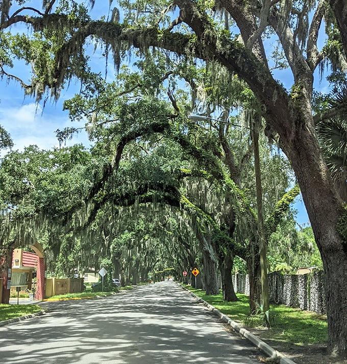 These ancient oaks have been perfecting their pose for hundreds of years, creating a natural corridor that feels like driving through a scene from "Gone with the Wind."
