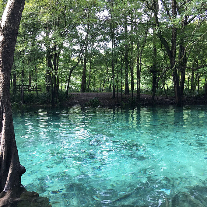 Waters so impossibly turquoise they look like someone spilled the Caribbean right into the Florida woods.