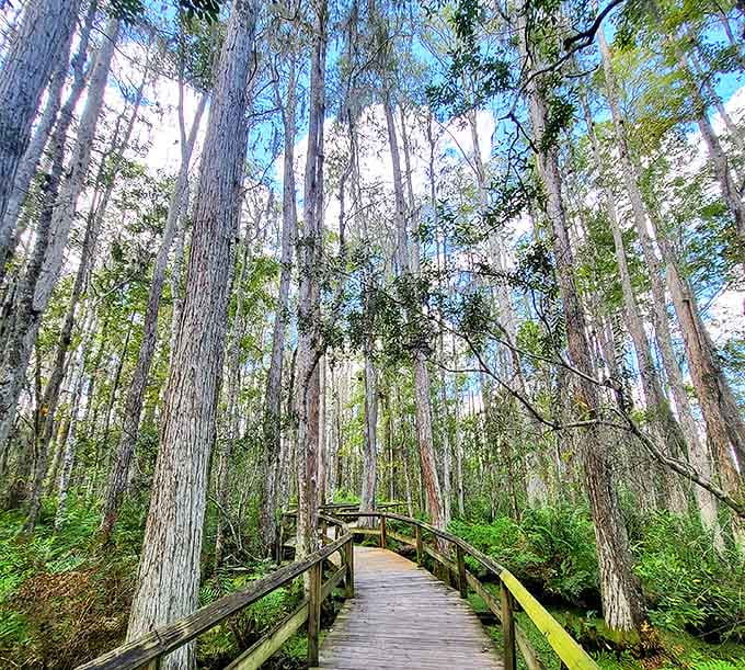 A serene boardwalk winds through cypress trees, offering visitors a peaceful stroll that belies the prehistoric predators lurking nearby.