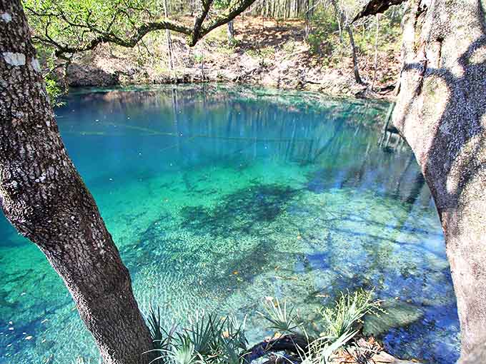 Sunlight filters through the canopy, illuminating waters so clear you'd swear someone snuck in and installed underwater lighting.