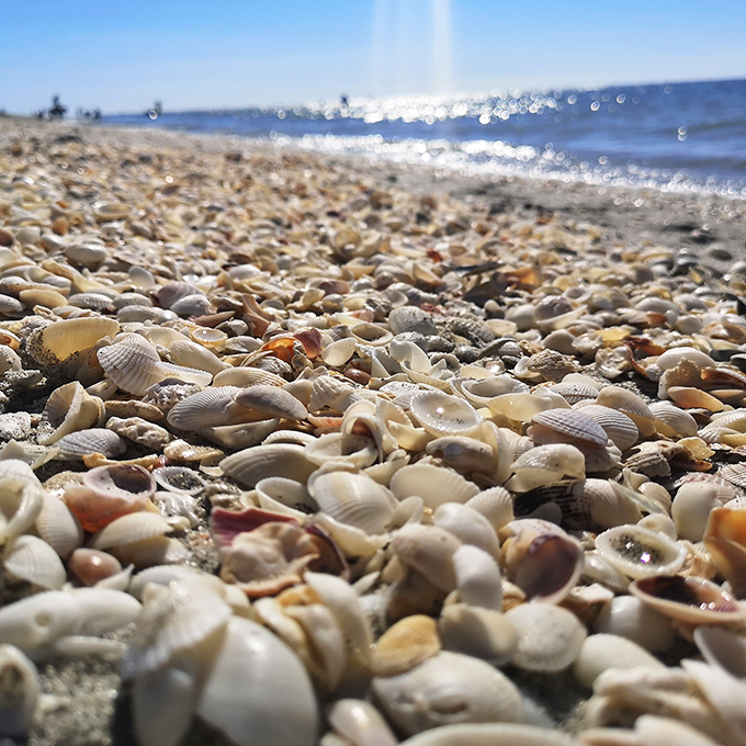 Close-up of the incredible shell variety &ndash; from tiny coquinas to substantial cockles, each with unique patterns and colors.