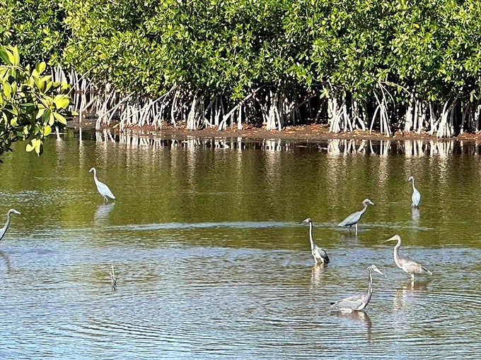 Elegant egrets wade through shallow waters with the poise of ballet dancers, their white plumage stark against the verdant backdrop.