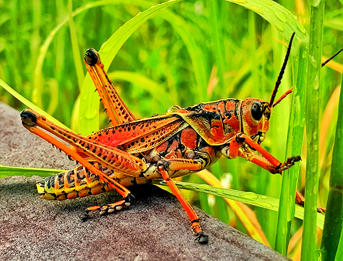 This vibrant grasshopper could be the Everglades' unofficial greeter, decked out in nature's most flamboyant color scheme.
