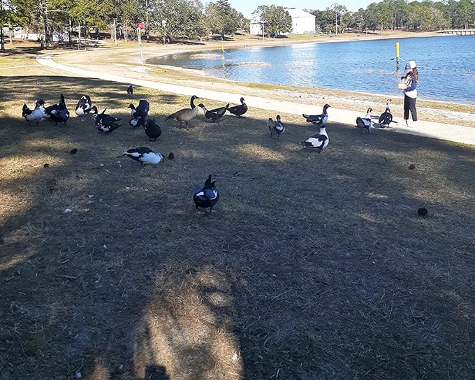 Feeding the local waterfowl has become something of a competitive sport here, with ducks recognizing regular visitors faster than some relatives at family reunions.