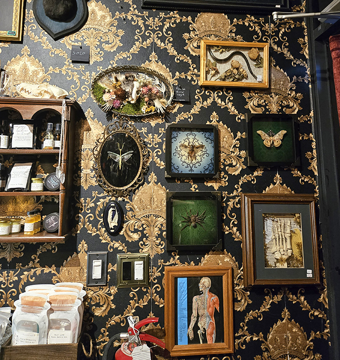 Vintage frames showcase preserved insects, anatomical illustrations, and curiosities against dramatic black and gold wallpaper.