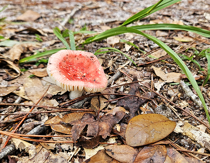 Even the fungi here tell stories, this vibrant specimen adds a pop of unexpected color to the forest floor.