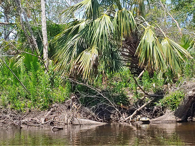 Majestic magnolias stand sentinel along the shore, their massive roots gripping the banks like nature's own civil engineers.