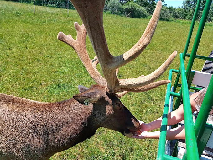 Hand-feeding a gentle elk creates unforgettable moments at Amber Elk Ranch in Ludington, Michigan, surrounded by sunshine and smiling visitors.