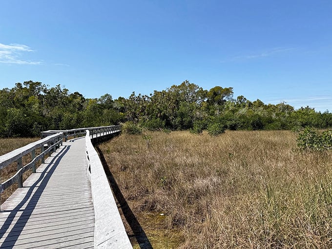 The contrast between open prairie and dense hammock creates a dramatic backdrop, with the boardwalk serving as a perfect dividing line.