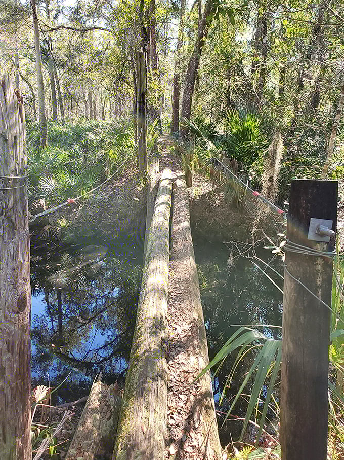 Nature's balancing act: A log bridge crosses dark waters, challenging adventurers to tread carefully between worlds.