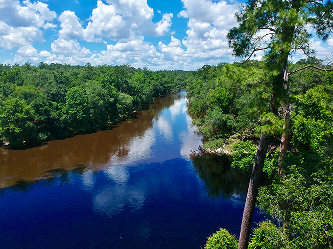 The Suwannee's famous coffee-colored waters hide a thriving ecosystem beneath &ndash; like a secret underwater neighborhood bustling with activity.